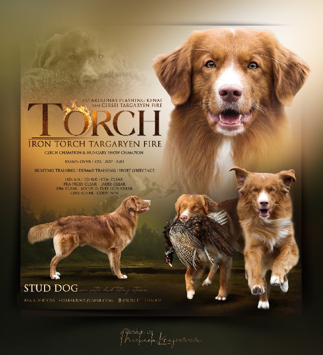 Toller stud dog Iron Torch Targaryen Fire